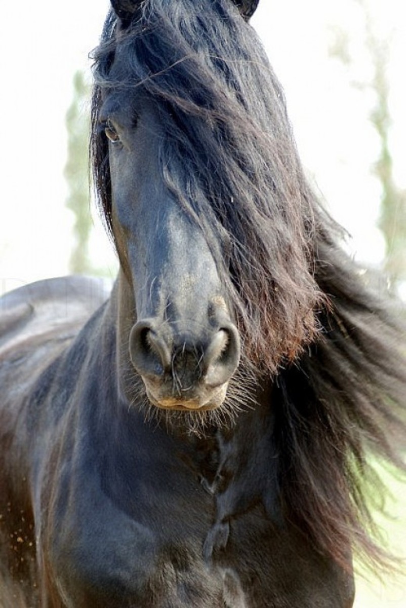 Friesian Horses: History and Beauty - HubPages