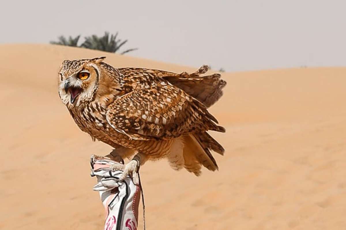 A Study of the Dubai Desert: its Charm and Wild Life - HubPages