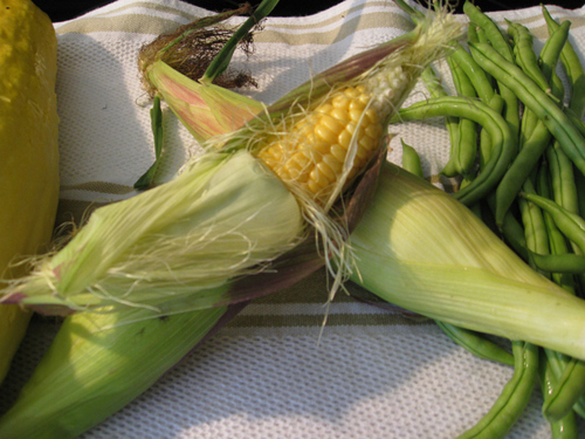 Prolific Cereal Grains: Corn Maize and Wheat - HubPages