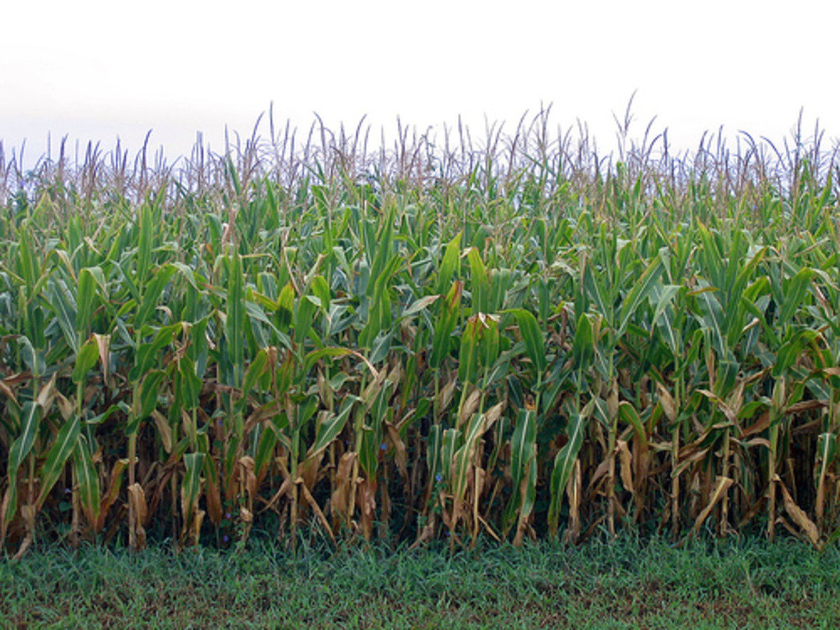 Prolific Cereal Grains: Corn Maize and Wheat - HubPages