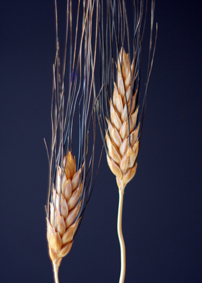 Prolific Cereal Grains: Corn Maize and Wheat - HubPages