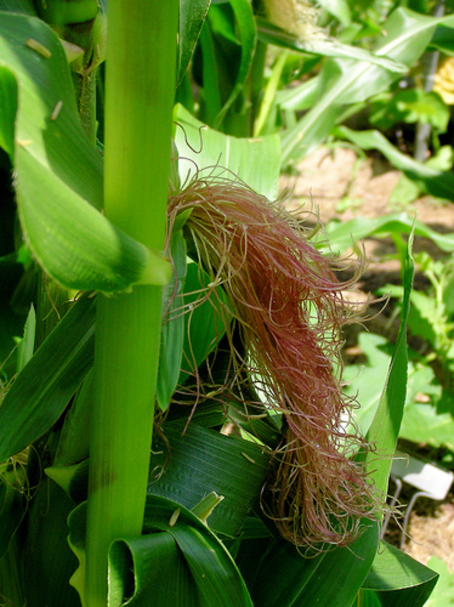 Prolific Cereal Grains: Corn Maize and Wheat - HubPages