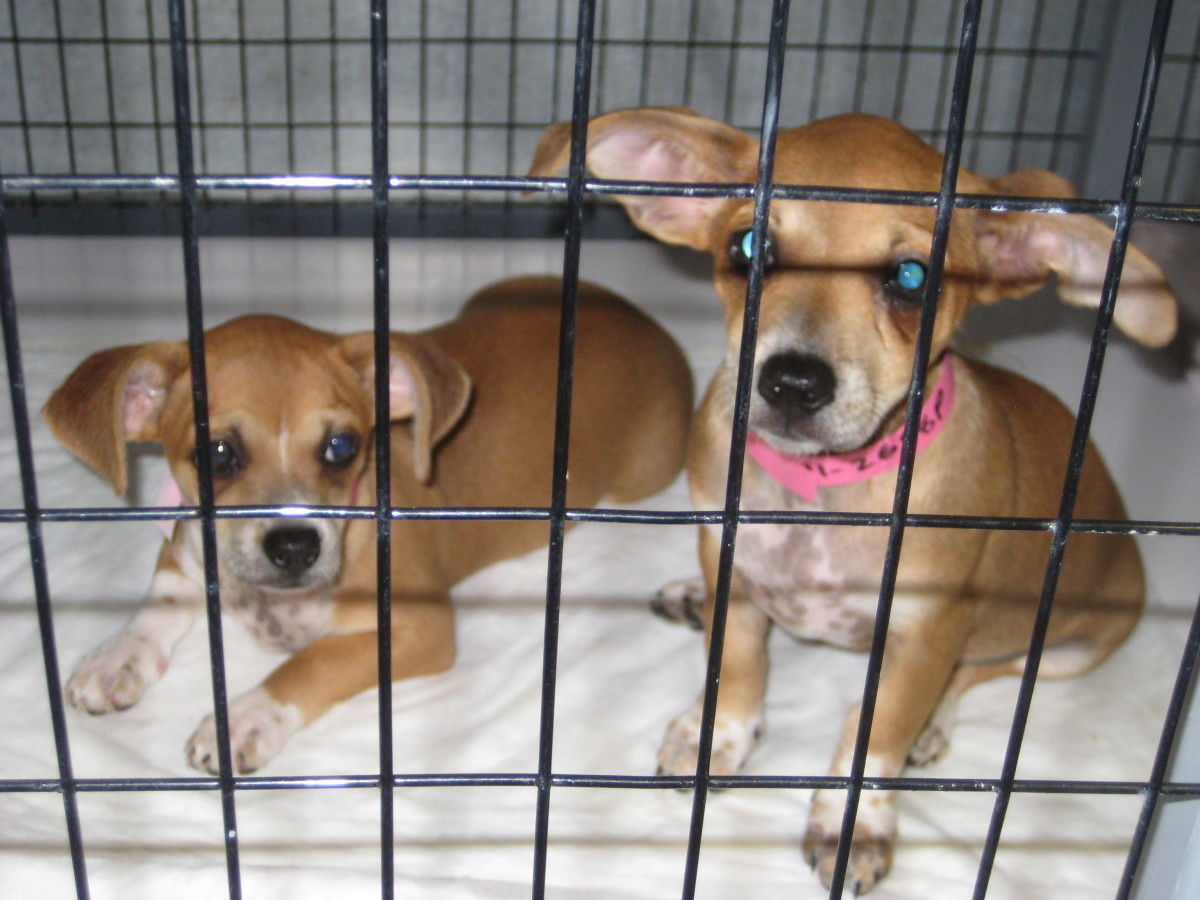 How To Reduce the Number of Unwanted Pets in our Shelters - HubPages