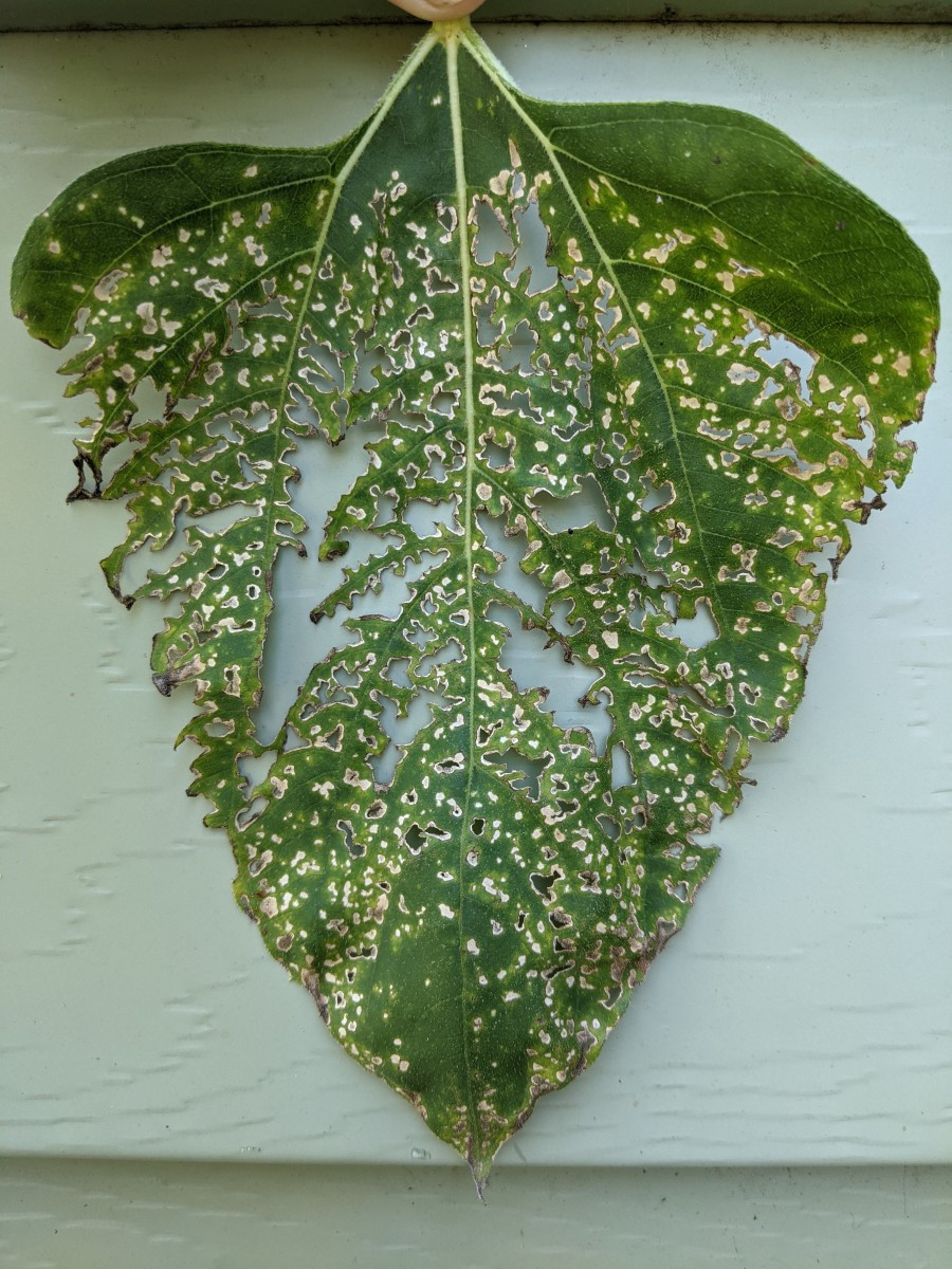 Leaf Carving Art - Using Large Oak Leaves - HubPages