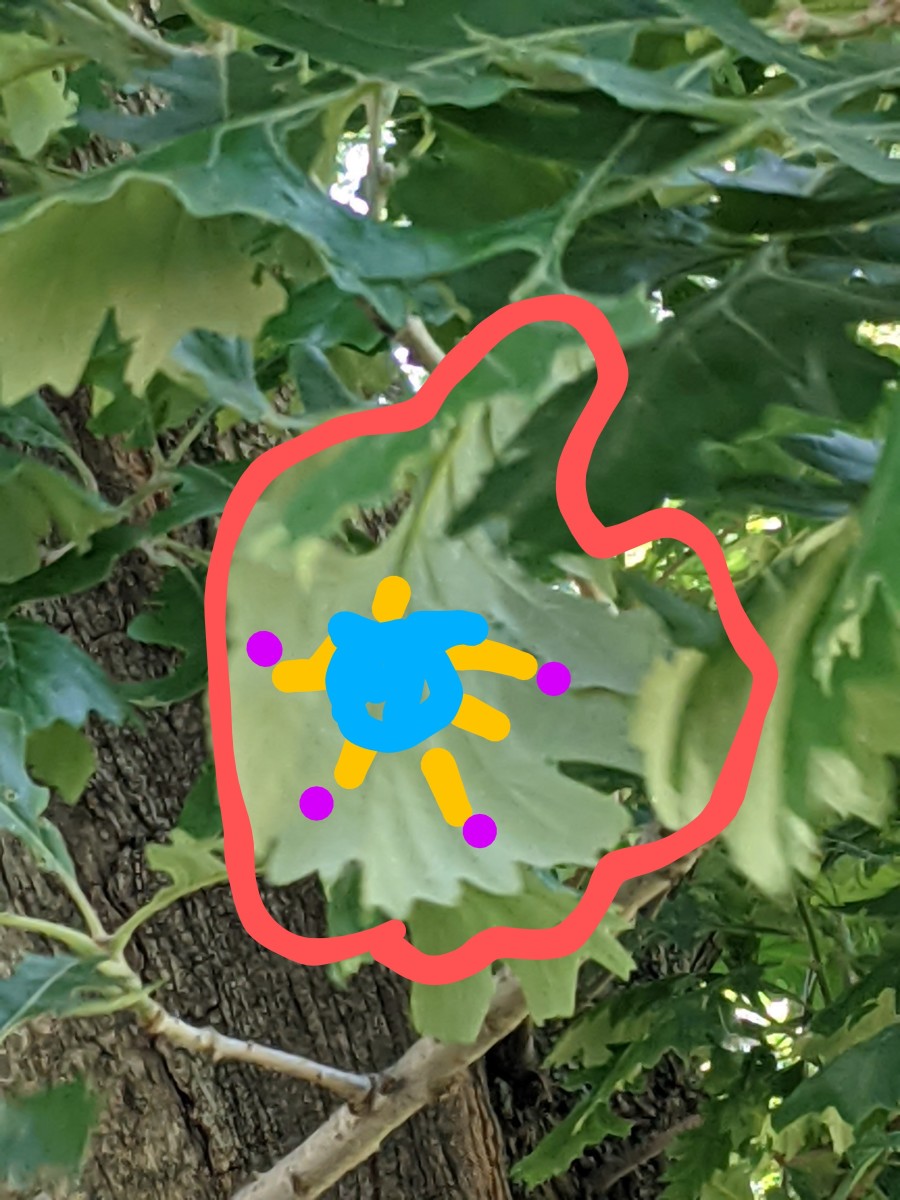 Leaf Carving Art - Using Large Oak Leaves - HubPages