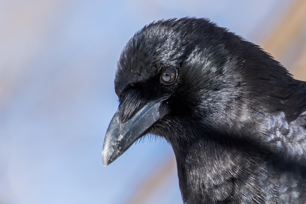 Seeing Crows Around? This Is What It Means - HubPages