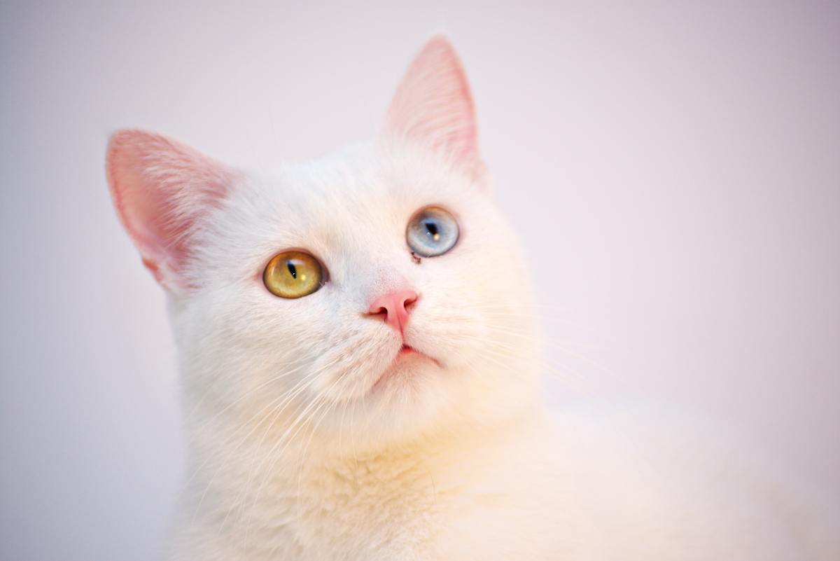 10 Ways to Make Your Cat Grow Smarter and Forever Youthful - HubPages
