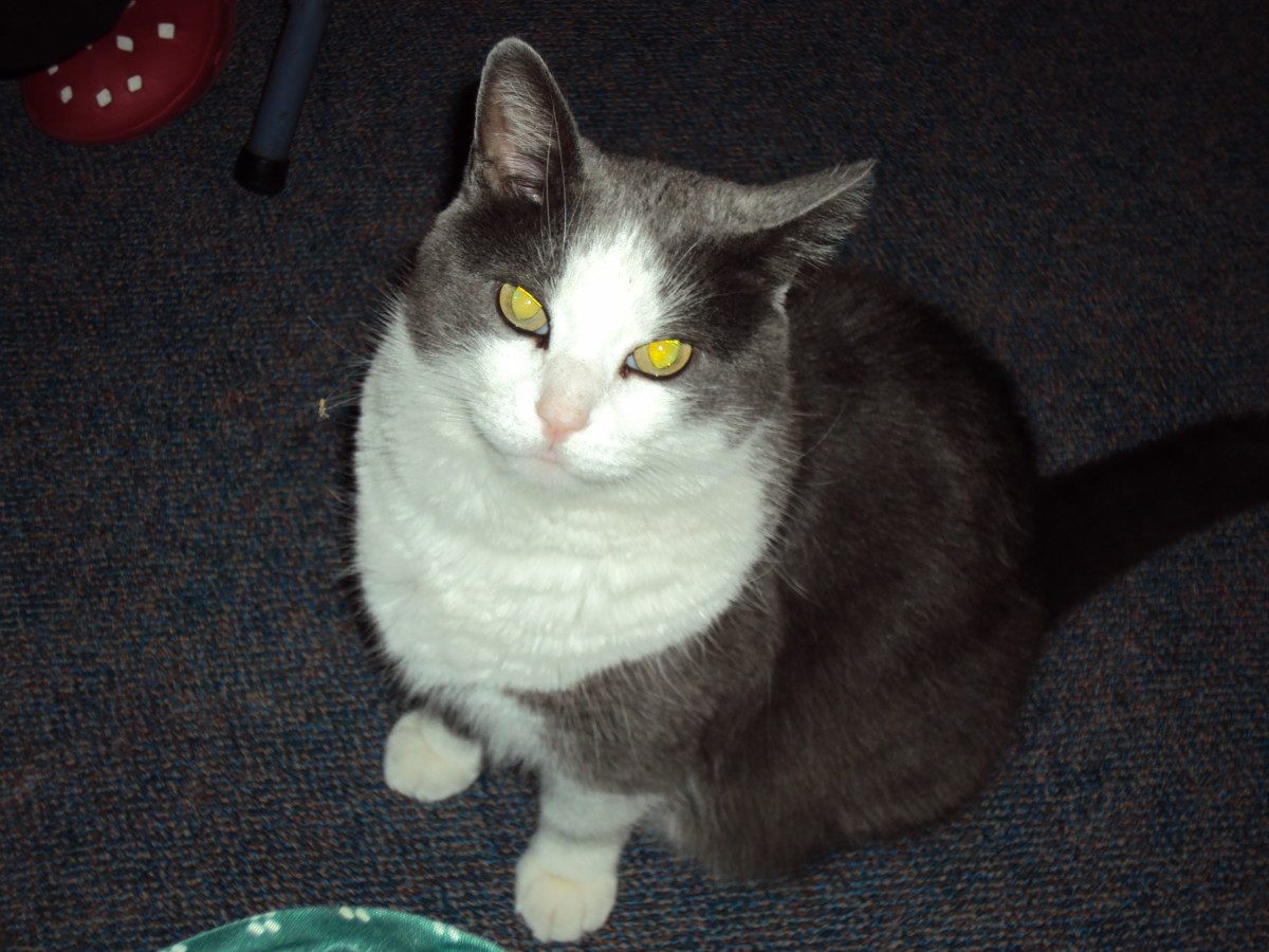 Acrostic Poem for Cats - HubPages