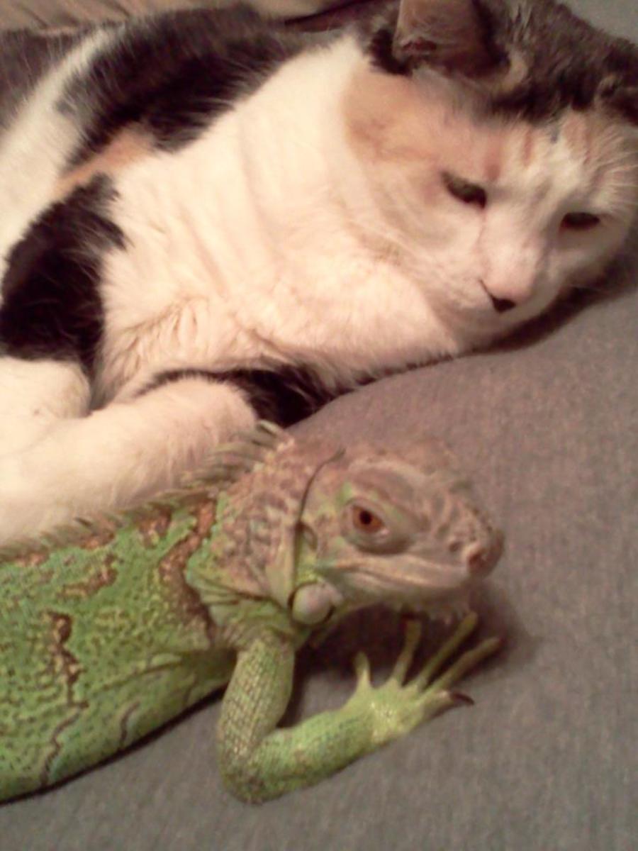 What the Iguana Guru's Don't Tell You About These Pets - HubPages