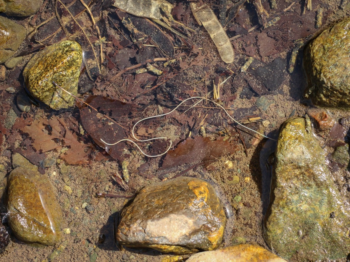 Woman Wants to Know if This Two-foot Long “Living String” Is an Alien ...