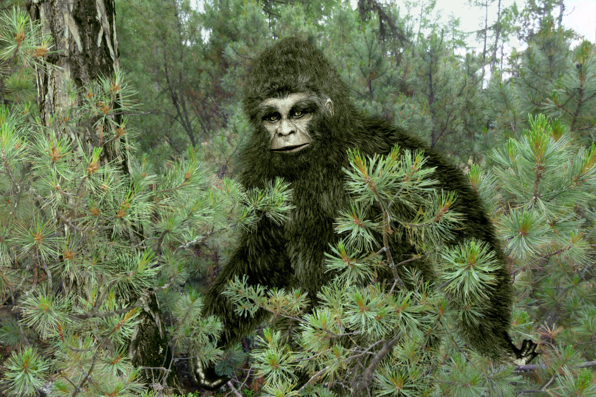 Alberta Man Says He Caught Bigfoot Pulling Down a Tree - HubPages