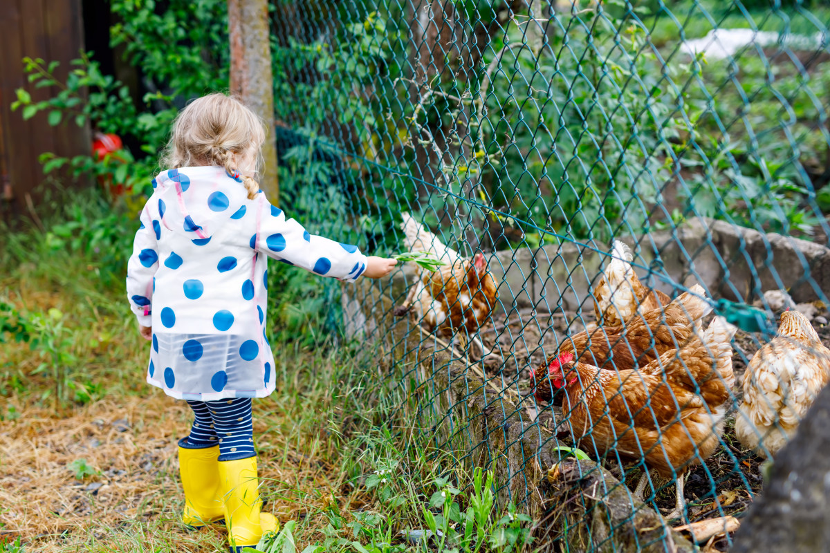 Toddler Girl Catches Chicken and Hilariously Doesn’t Know What to Do ...
