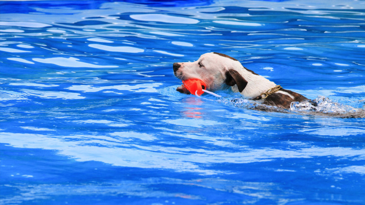Some Dogs Are Incredible Swimmers - HubPages