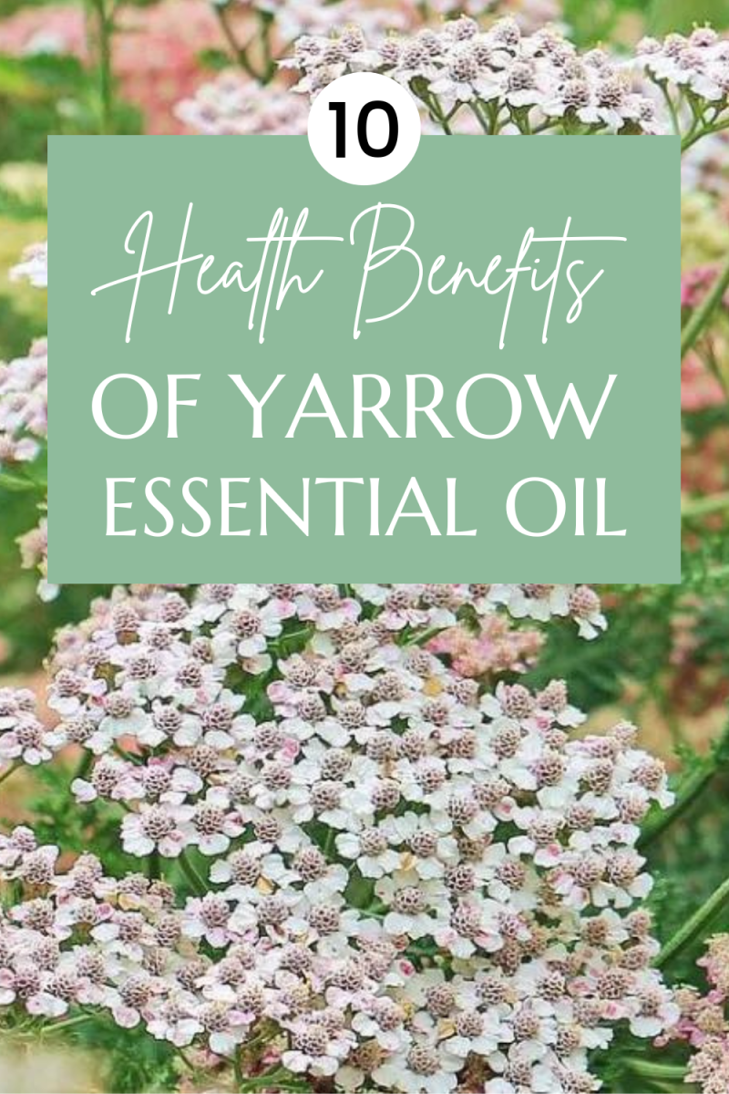 10 Health Benefits and Uses of Yarrow Essential Oil - HubPages