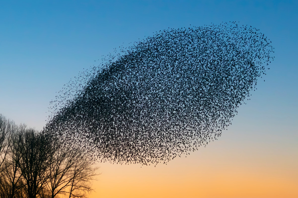 Bizarre Swarm of Birds Looks Like Something Out of Revelation - HubPages