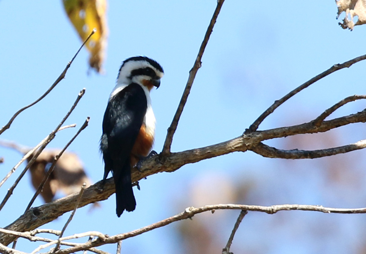 Birdwatching in Thailand - HubPages