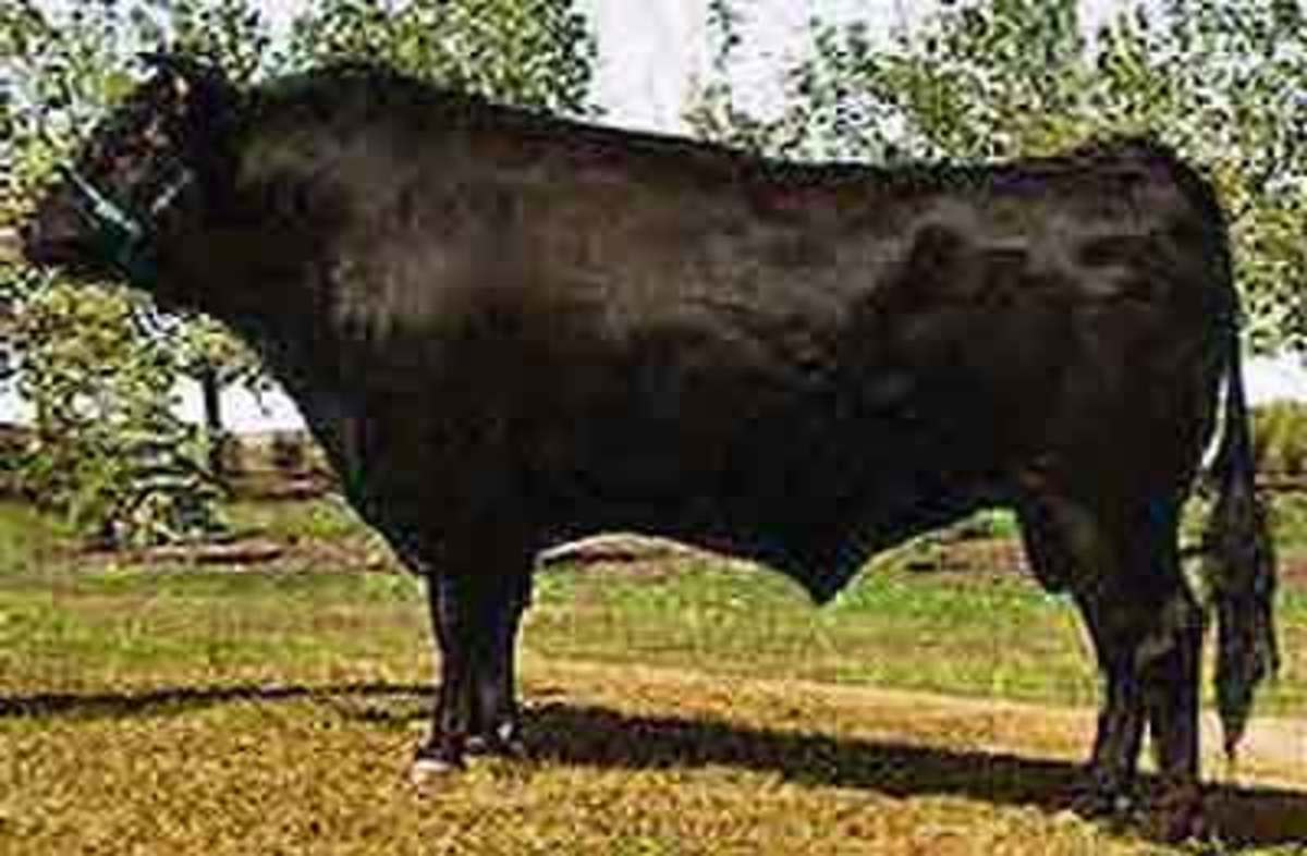 Japan: Kobe Beef - HubPages