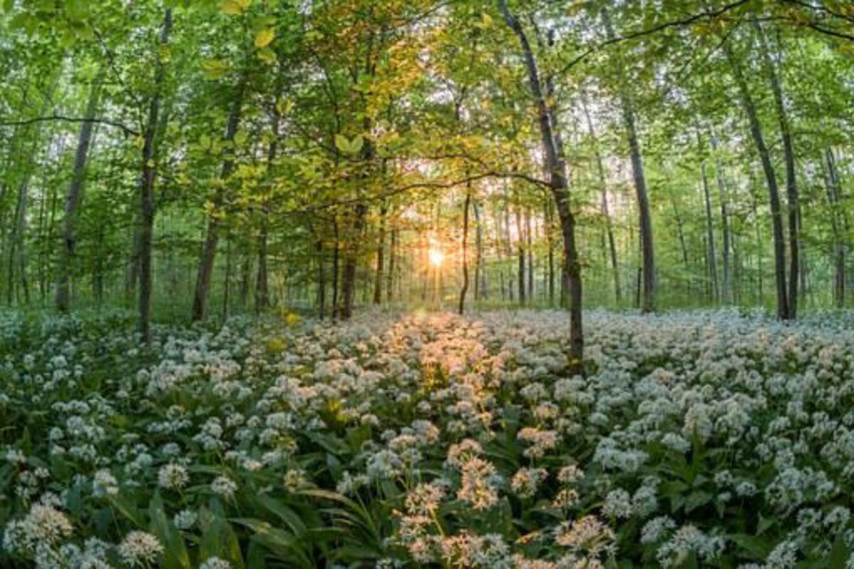 Medicinal Benefits of Allicin in Garlic Herb for the Bloodstream - HubPages
