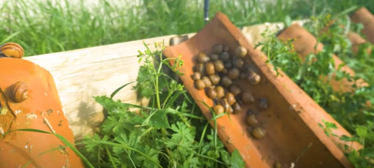 Best Small Farm Business Ideas : How to Start Your Agricultural Venture ...