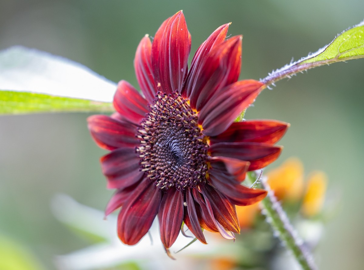 Facts About Sunflowers: History, Description, Types, and Uses - HubPages