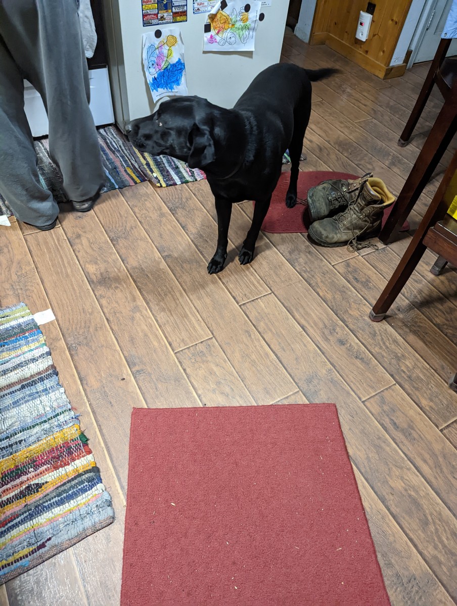 Heartgard - Once a Month for Buddy - HubPages