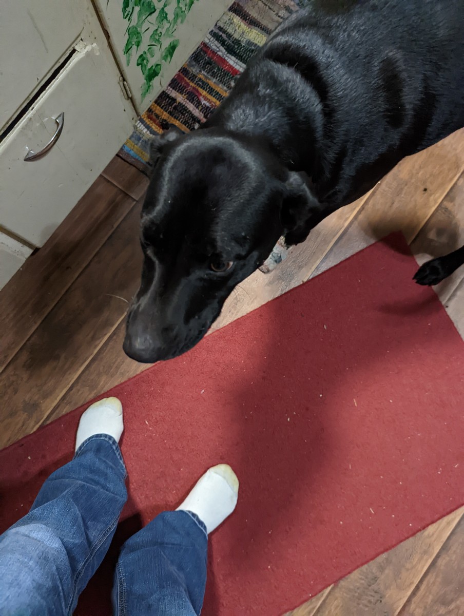 Heartgard - Once a Month for Buddy - HubPages