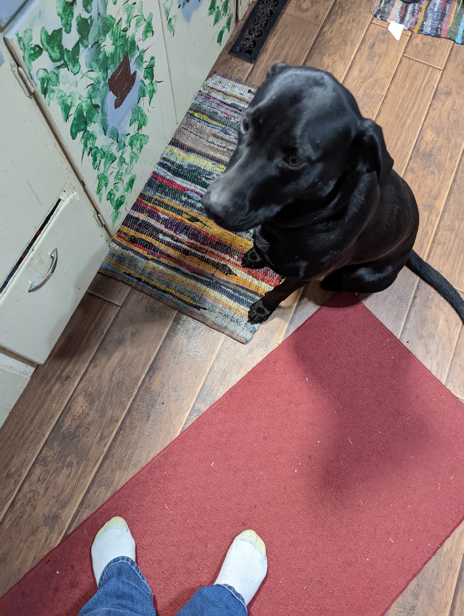 Heartgard - Once a Month for Buddy - HubPages