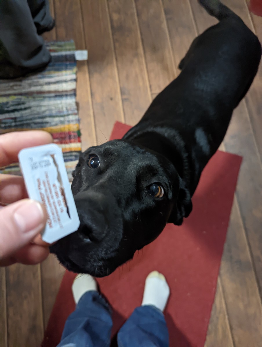 Heartgard - Once a Month for Buddy - HubPages