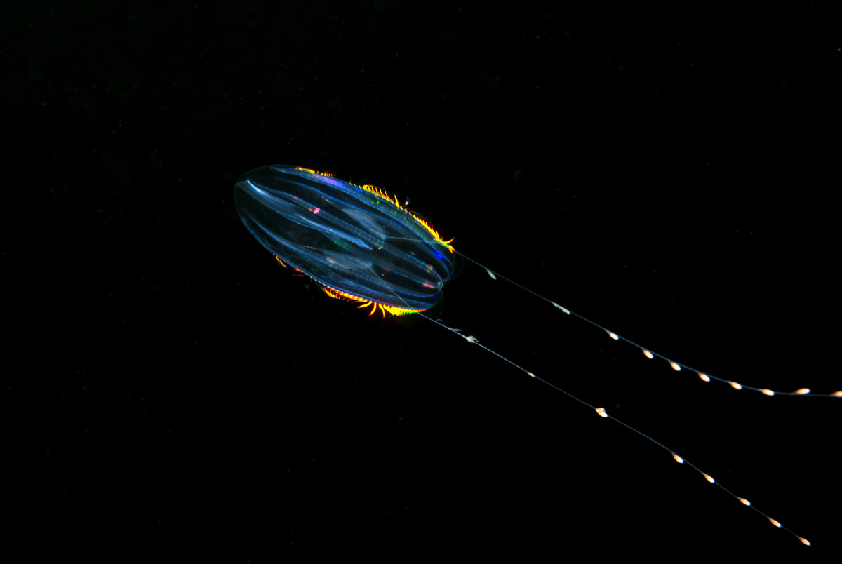 Deep Sea Camera Catches Strange, Shapeshifting Creature "Filled With ...