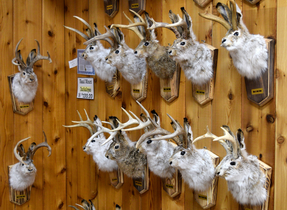 The Strange American Folklore of the Jackalope - HubPages