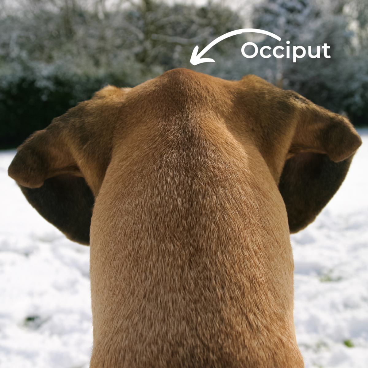Why Is My Dog s Occiput Getting Bigger 9 Common Reasons PetHelpful Why Is My Dog s Occiput Getting Bigger 9 Common Reasons PetHelpful