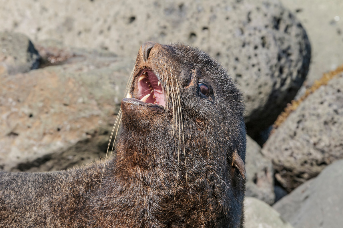 Sea Ape Legend Descended From a Probable Seal Sighting - HubPages