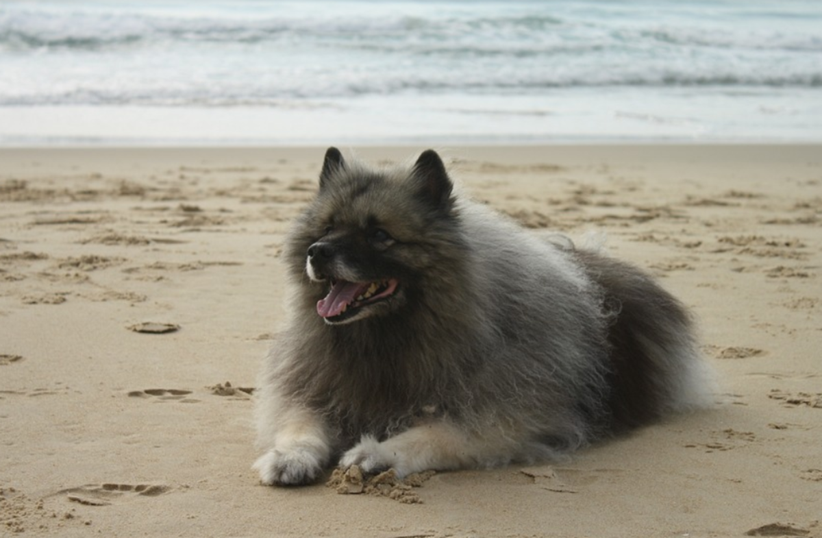 Help, My Dog Is Out of Control and Acting Out! (7 Tips for Settling ...