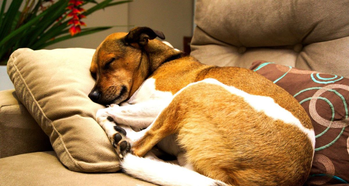 5 Strange Things Dogs Do in Their Sleep - HubPages