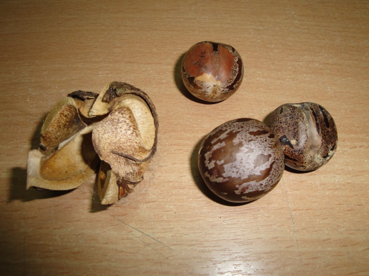 A Step-By-Step Guide on Four Ways to Propagate Trees - HubPages