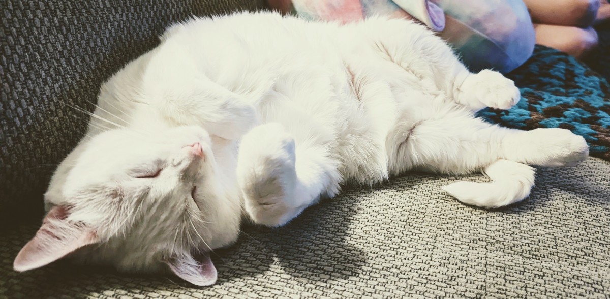 Signs That Your Cat May Need to Go to an Emergency Room - HubPages