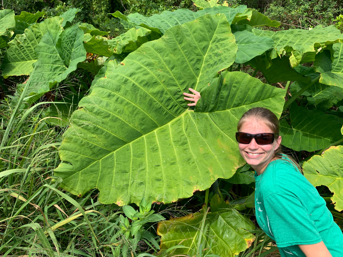 Woman Finds Strange Giant Leaf in Forest of Normal Trees and People ...