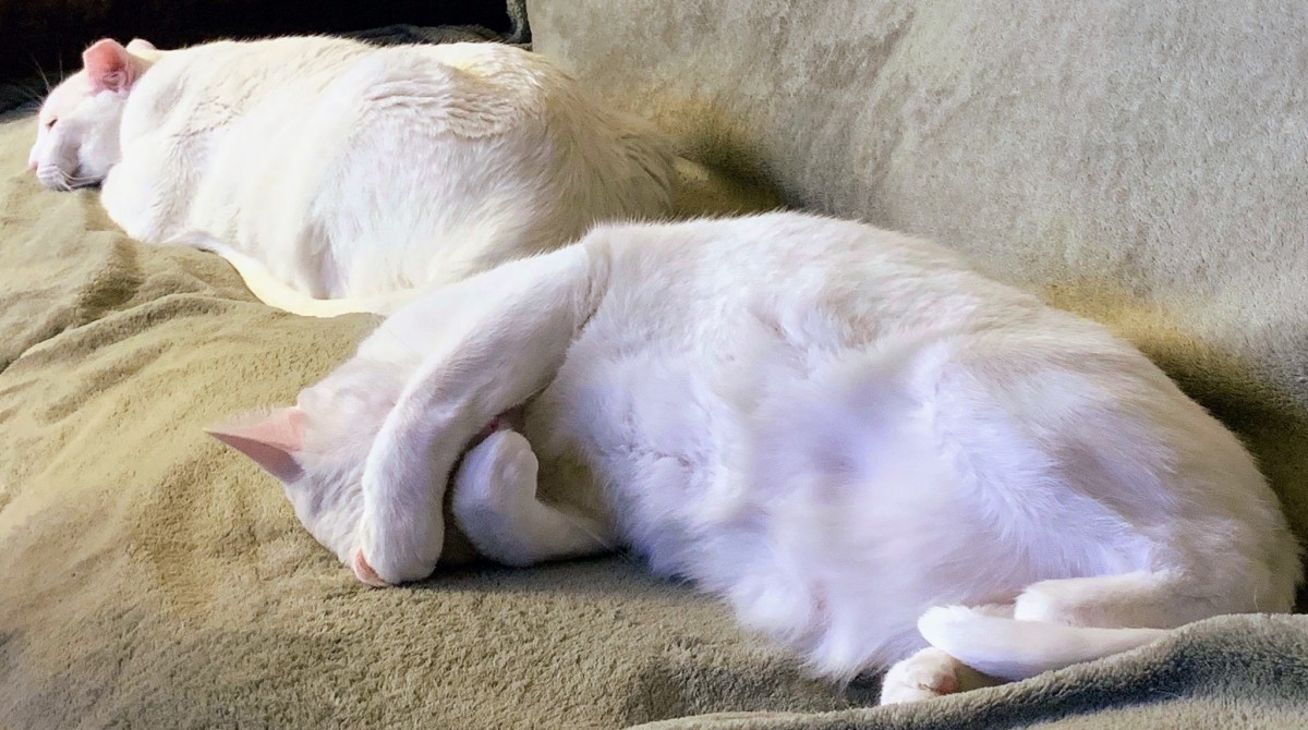 Heavy-Breathing Cat? Signs Your Cat May Have a Respiratory Issue ...