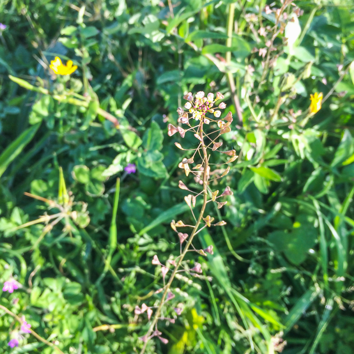 A Nutritious Guide to Edible Weeds in Tenerife, Spain - RemedyGrove