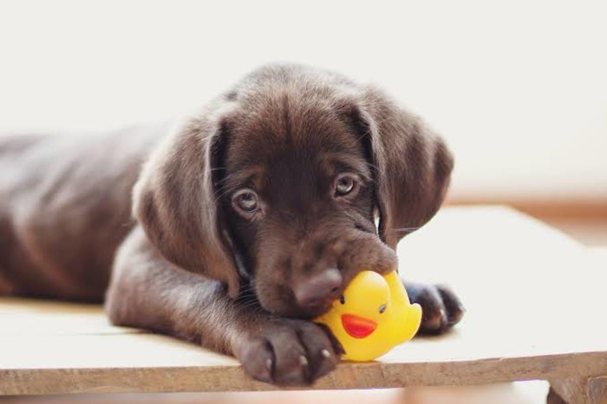 Real Meanings behind 10 Odd Dog Behaviour - HubPages