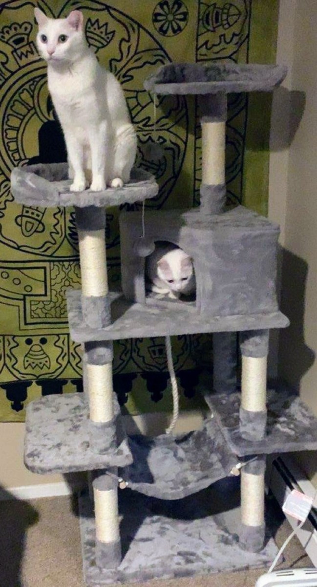 Yaheetech 59-Inch Multi-Level Cat Tree Condo Review - HubPages