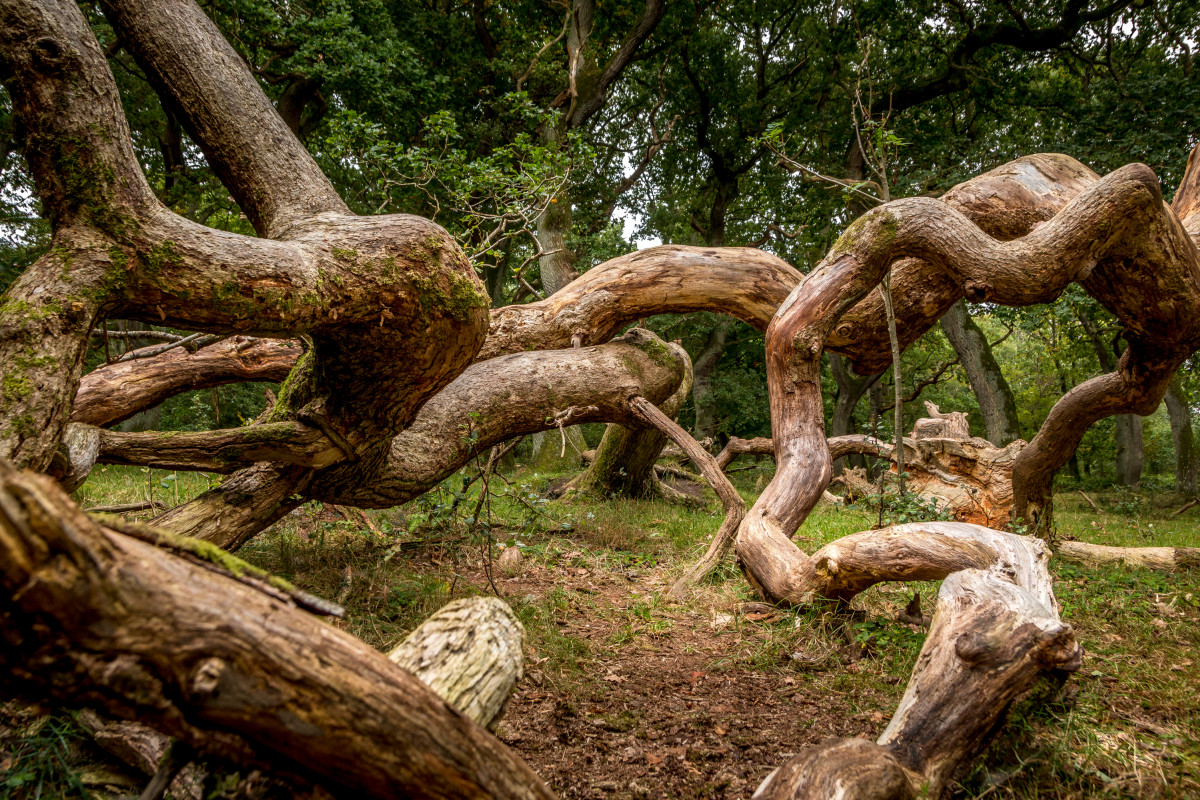 Camera Catches Video of Tree Noping Out on Side of Road - HubPages