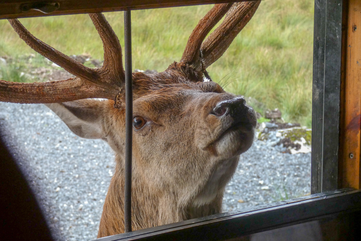 Woman Claims a Not-Deer is Watching Her Sleep - HubPages