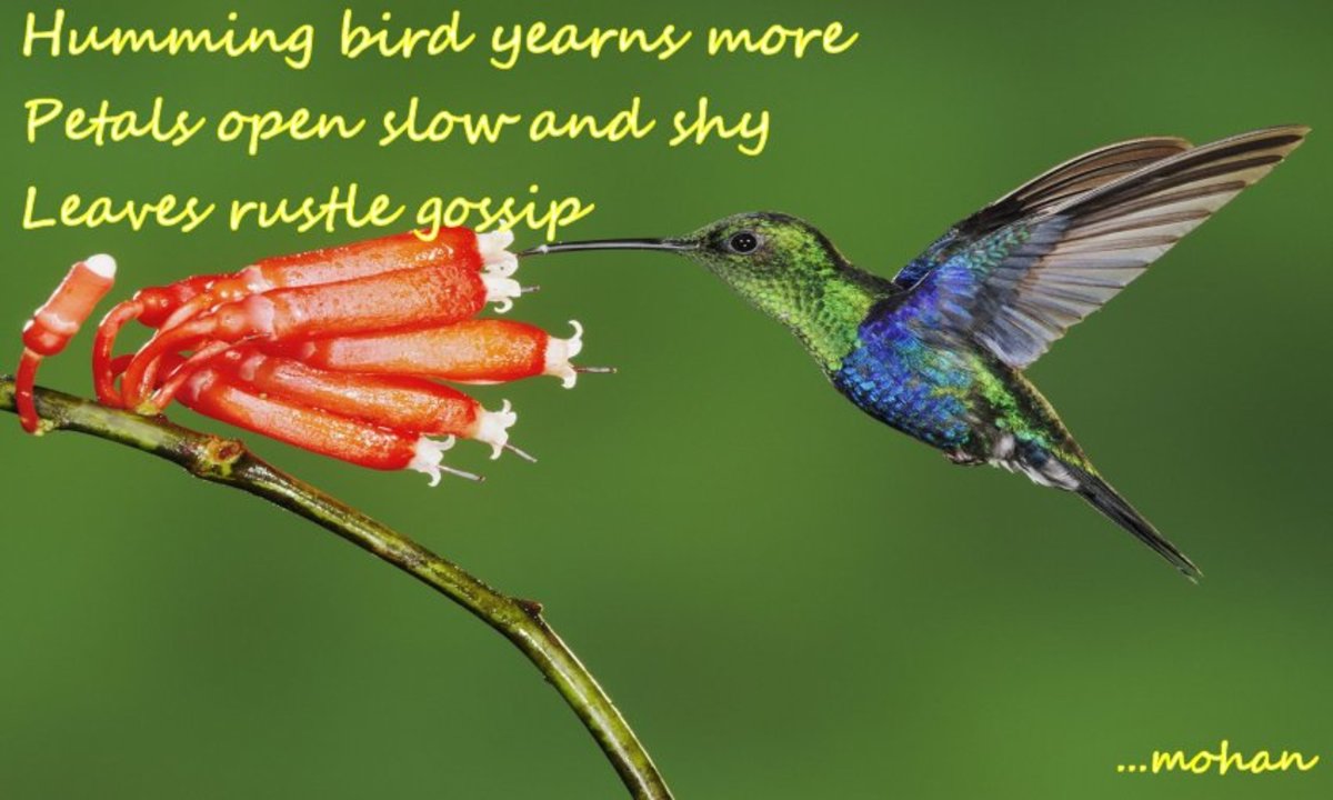 Haiga - Love and Other Matters - HubPages