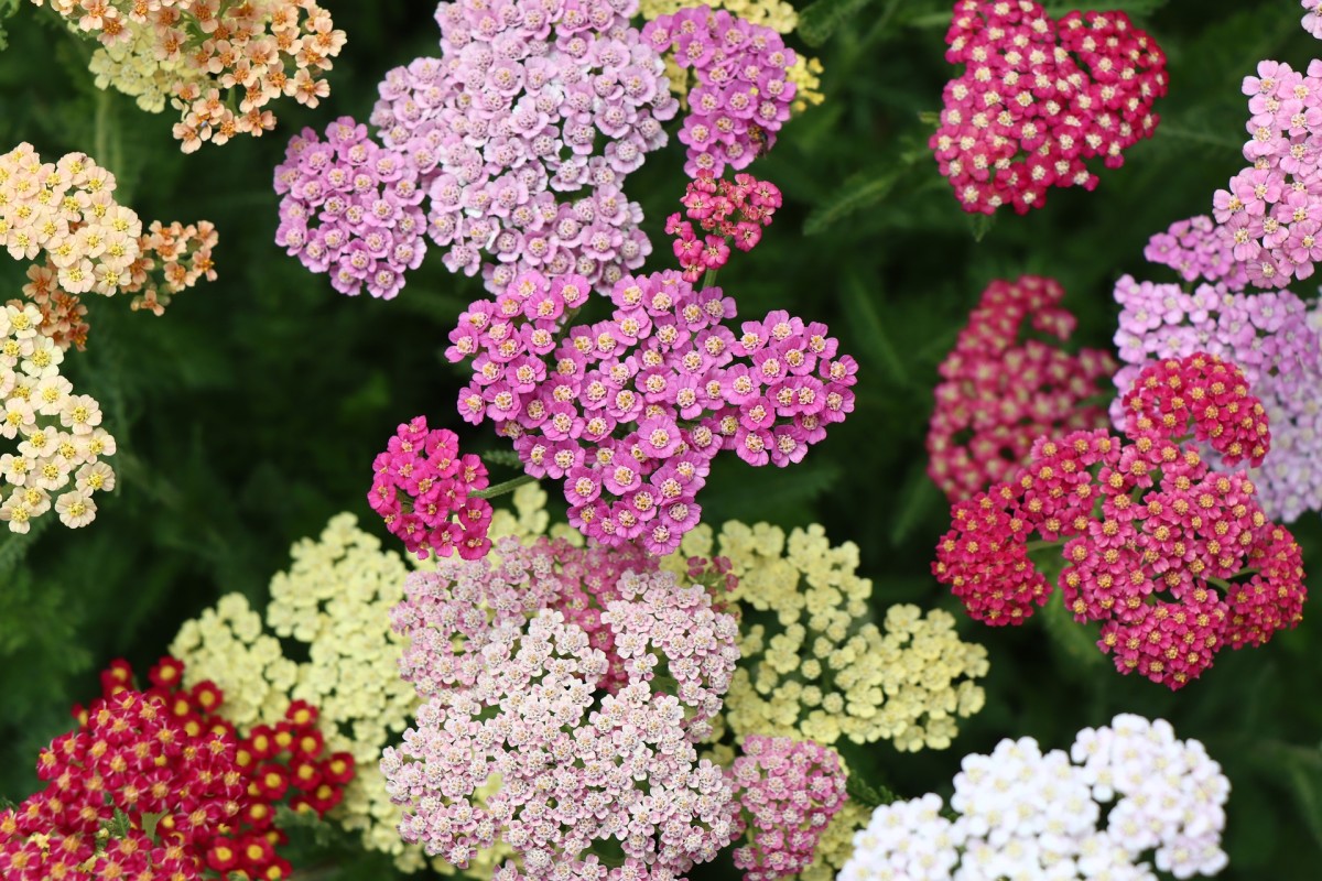 Why Every Serious Gardener Needs to Plant Yarrow - Dengarden
