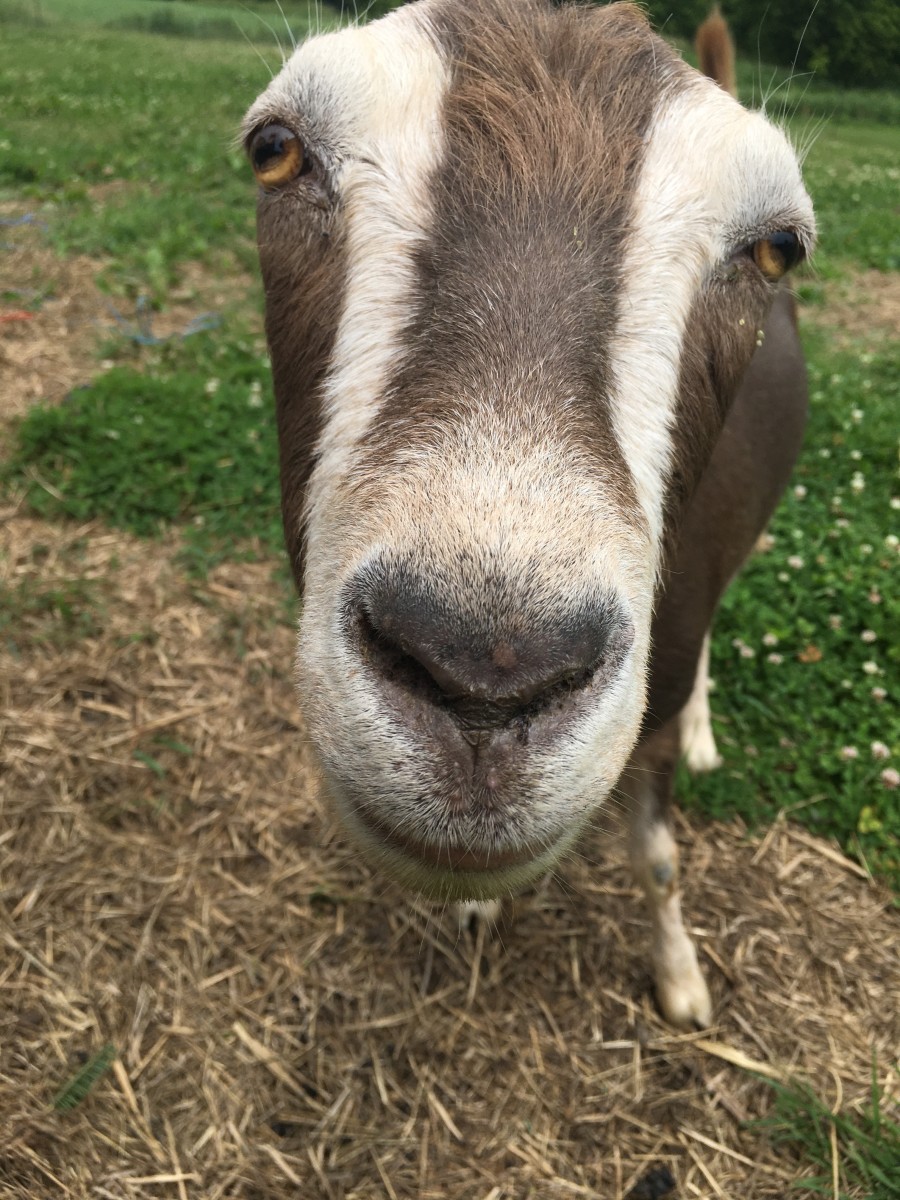 Goat Behaving Strangely Prompts Belief It May Be a Skinwalker - HubPages
