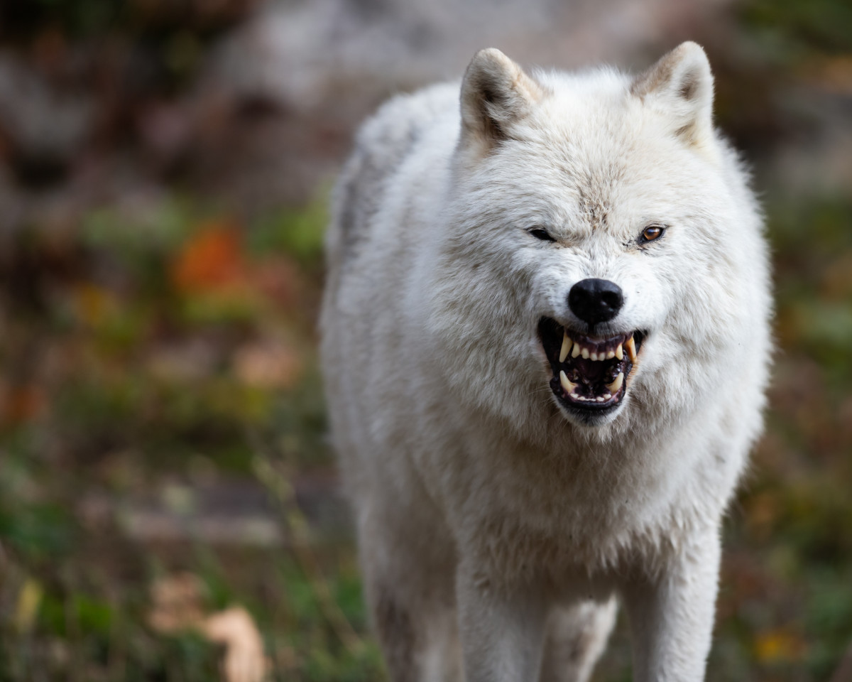 Some Believe Giant Wolves Still Roam Alaska - HubPages