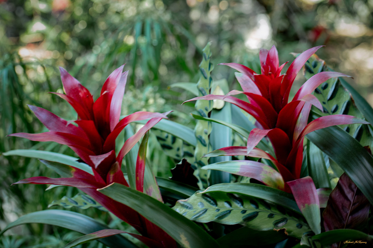 Discover the Unique Characteristics of Bromeliads - HubPages
