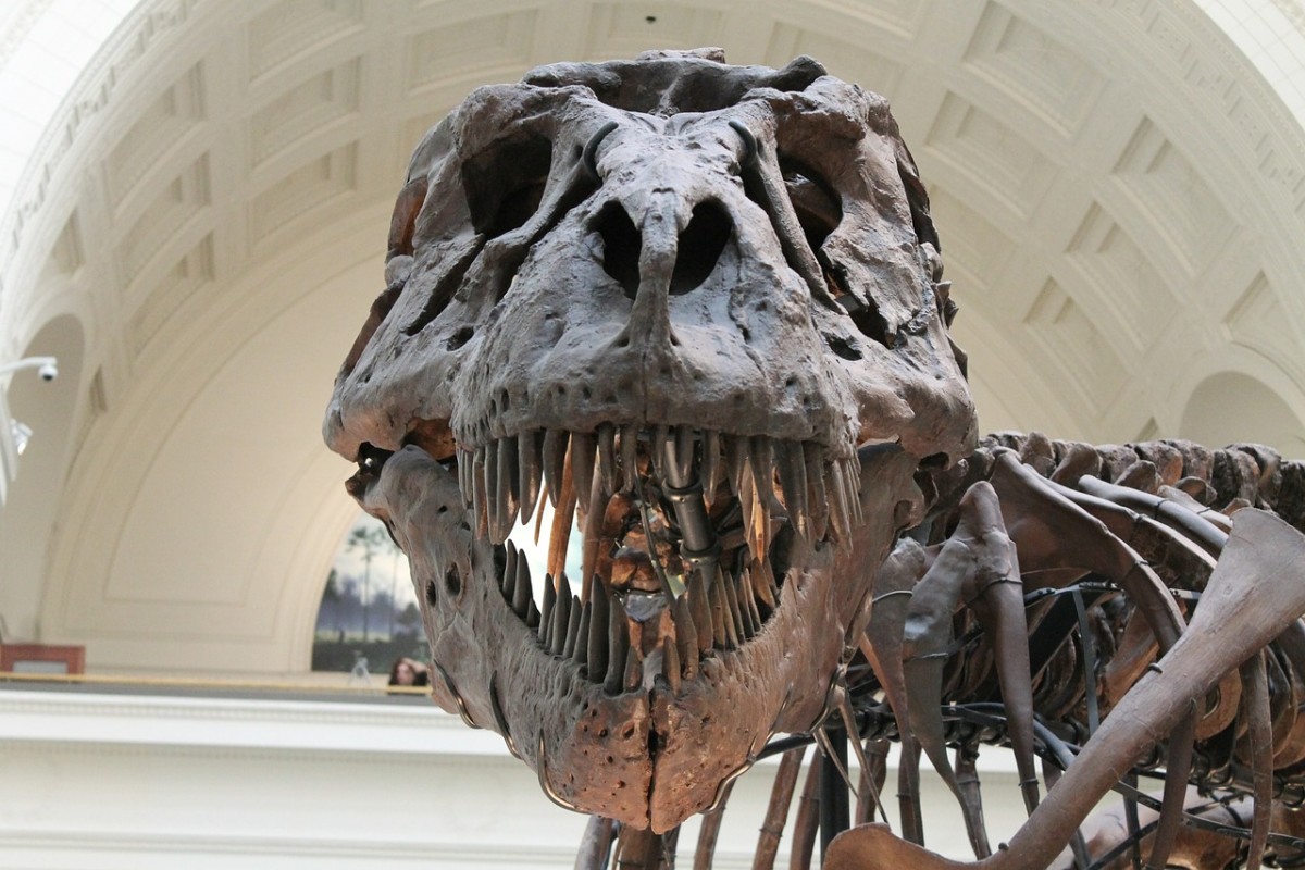 Interesting Facts on Tyrannosaurus Rex & Albertosaurus - HubPages