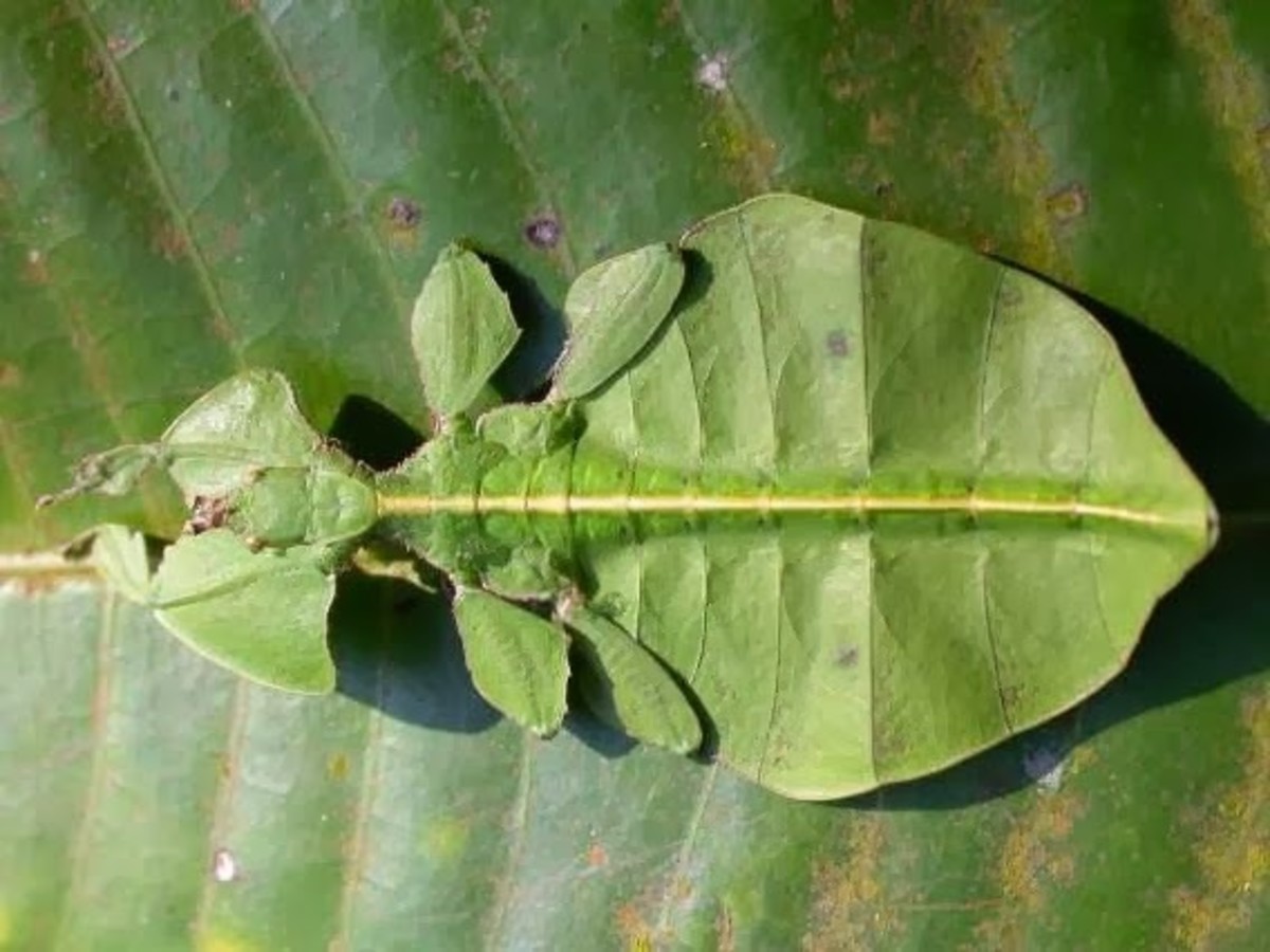 Many Insects Use Different Methods to Disguise Themselves From ...